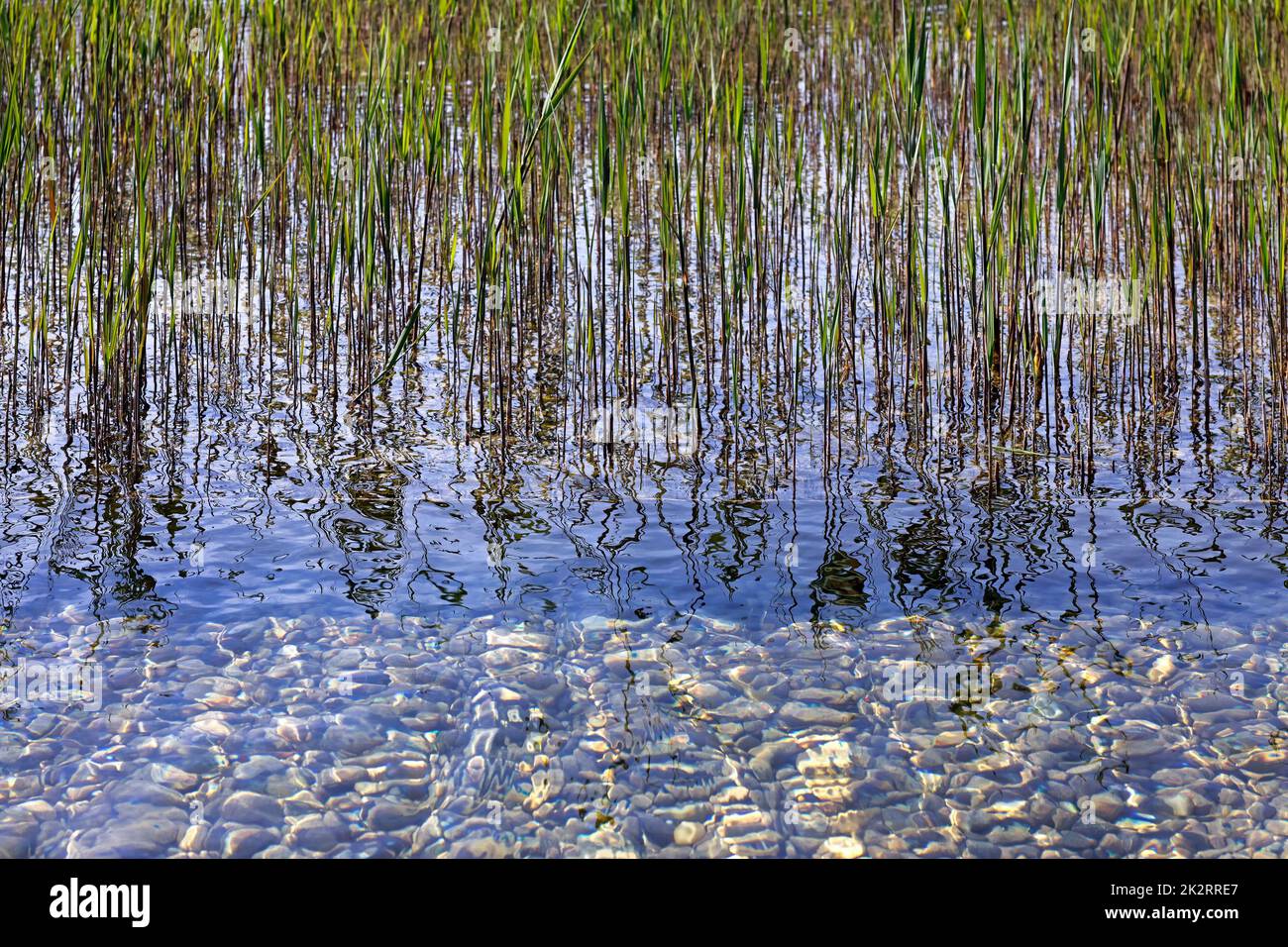 reed shoots in the water Stock Photo - Alamy