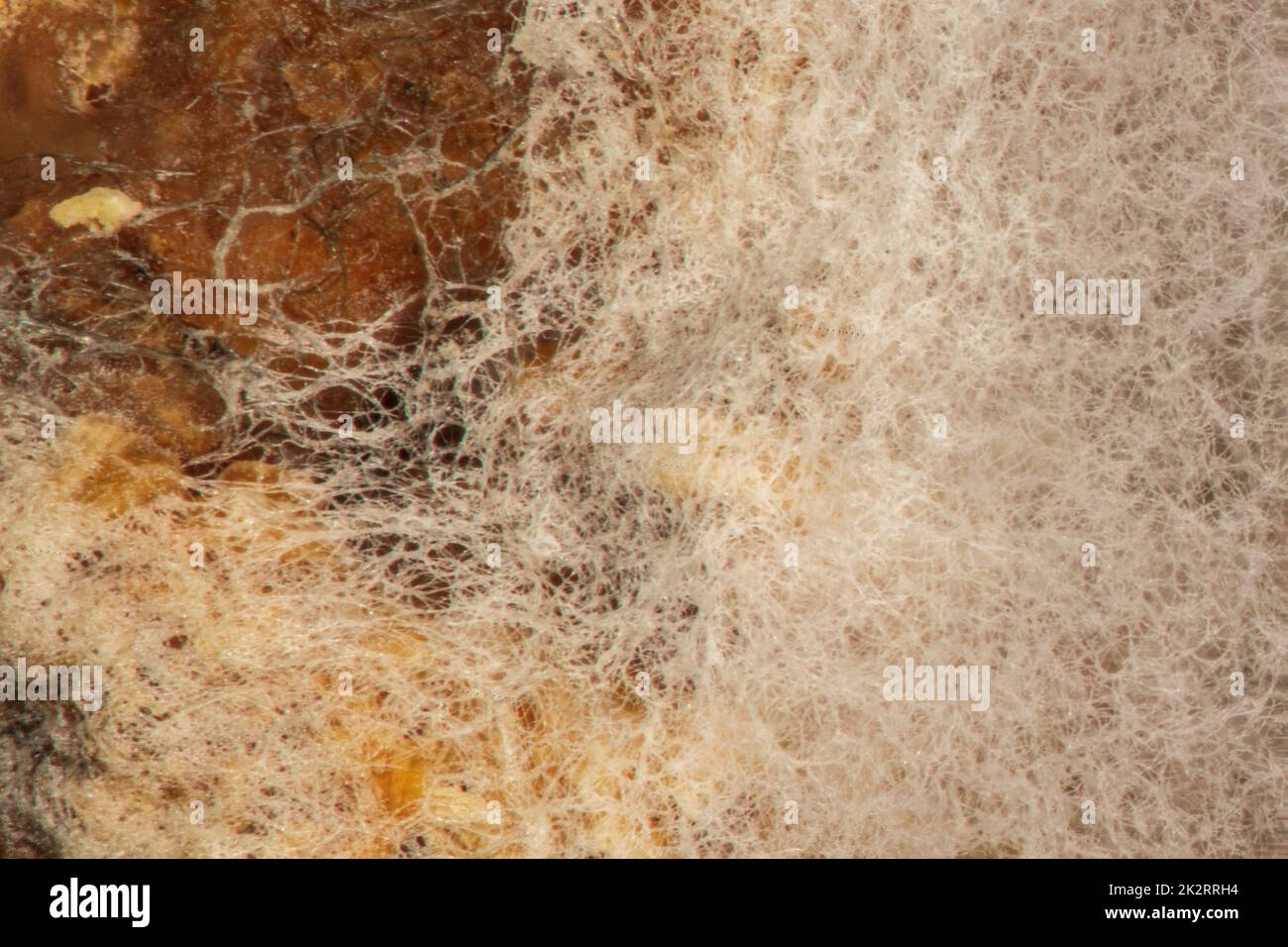Fungal sod hi-res stock photography and images - Alamy