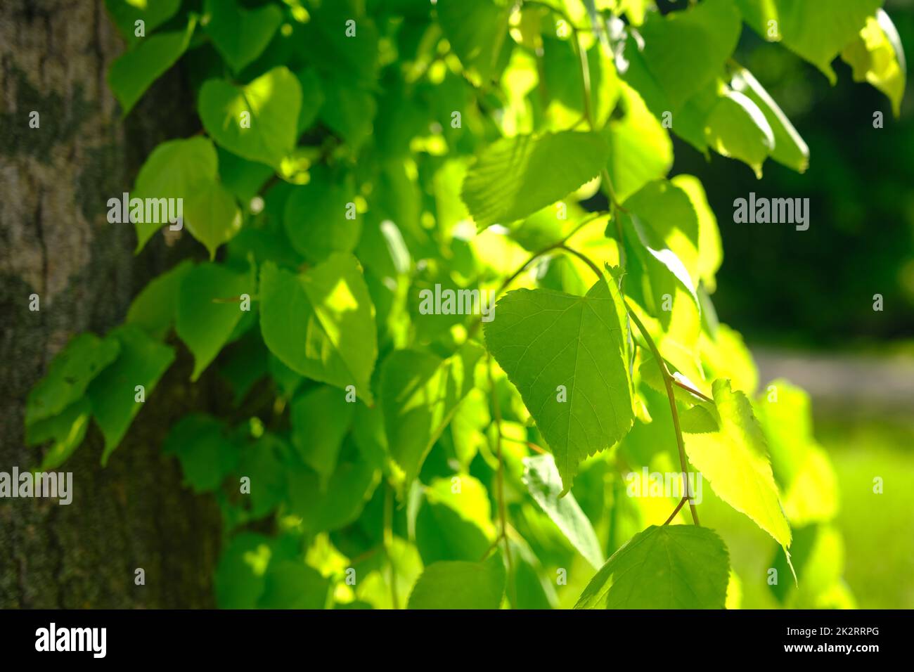 Green leaves and sun in spring shaking from the wind Stock Photo - Alamy