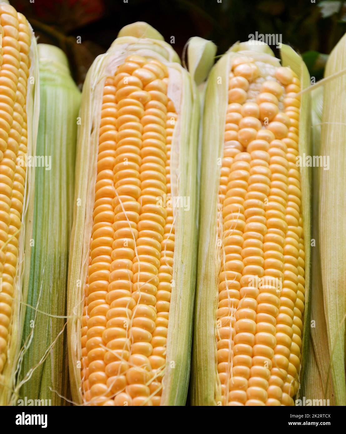 Corn or Maize (Lat. Zea mays Stock Photo - Alamy