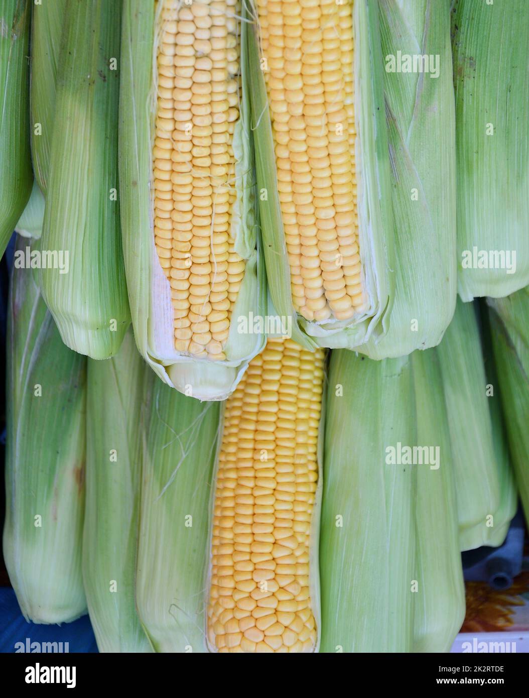 Corn or Maize (Lat. Zea mays Stock Photo - Alamy