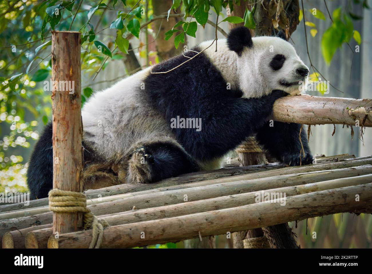 Giant panda bear in China Stock Photo - Alamy
