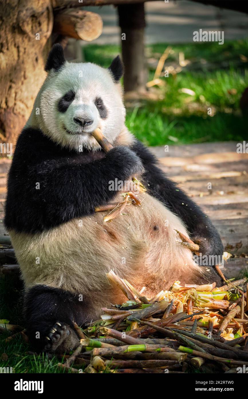 Giant panda bear in China Stock Photo - Alamy