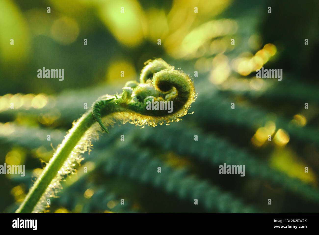 Macro photography of ferns, natural curling leaves and the morning sun ...
