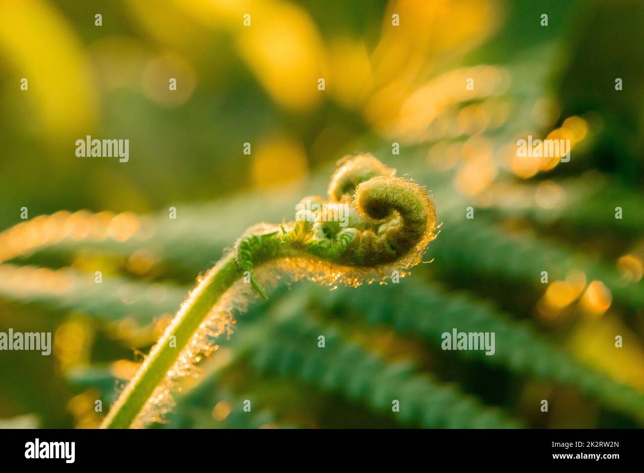 Macro photography of ferns, natural curling leaves and the morning sun ...
