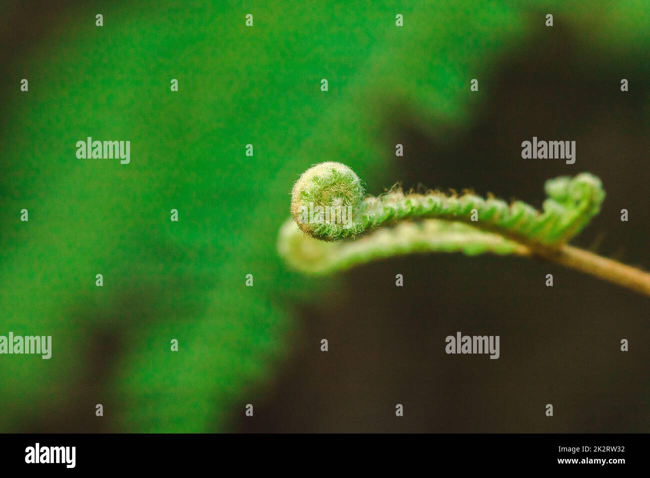 Macro photography fern leaf curl naturally Stock Photo - Alamy