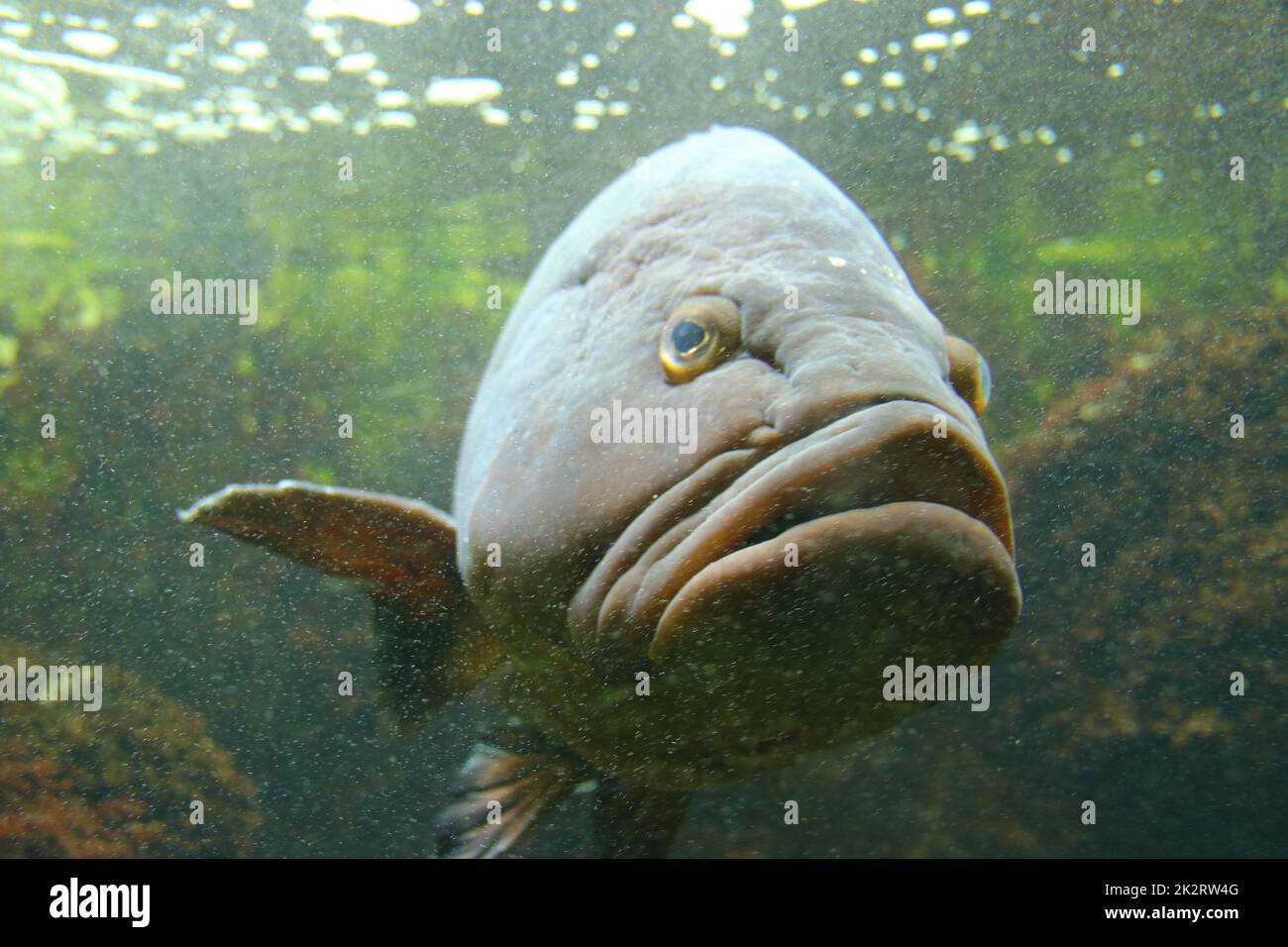 Fat fish in an aquarium Stock Photo - Alamy