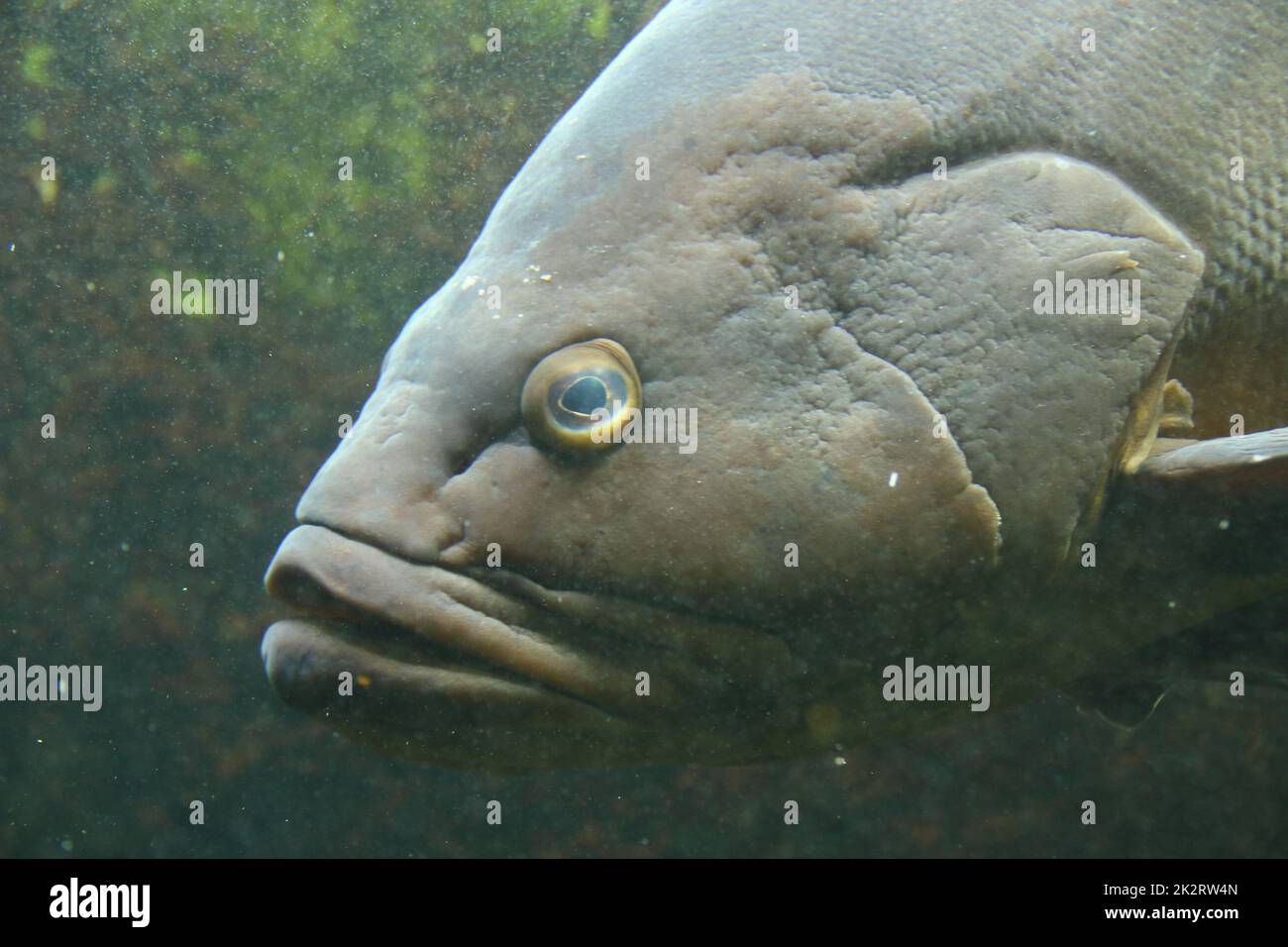 Fat fish hi-res stock photography and images - Alamy