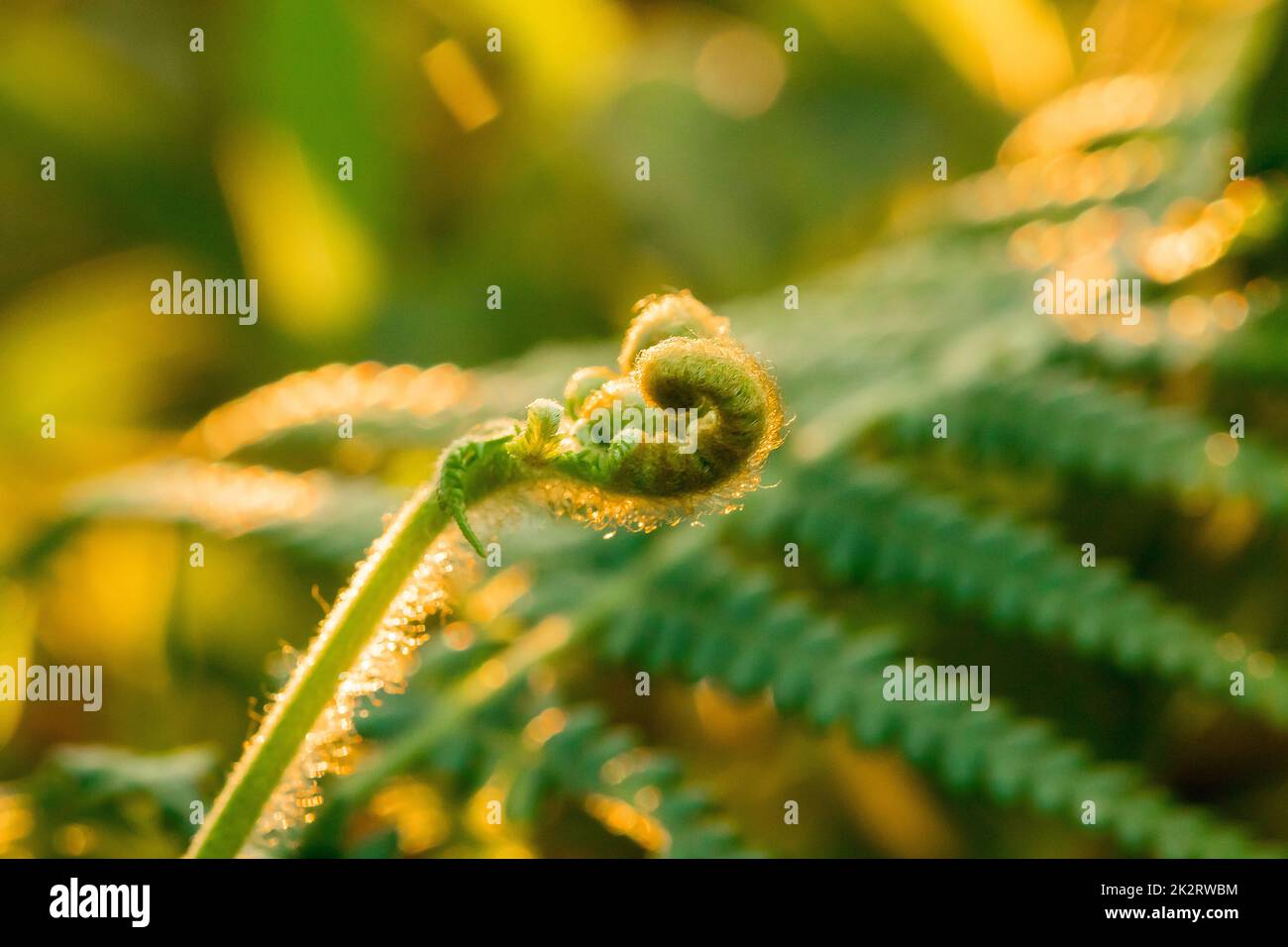 Macro photography of ferns, natural curling leaves and the morning sun Stock Photo - Alamy