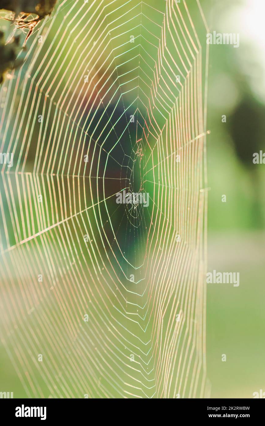Spider webs reflect sunlight in the morning Stock Photo - Alamy