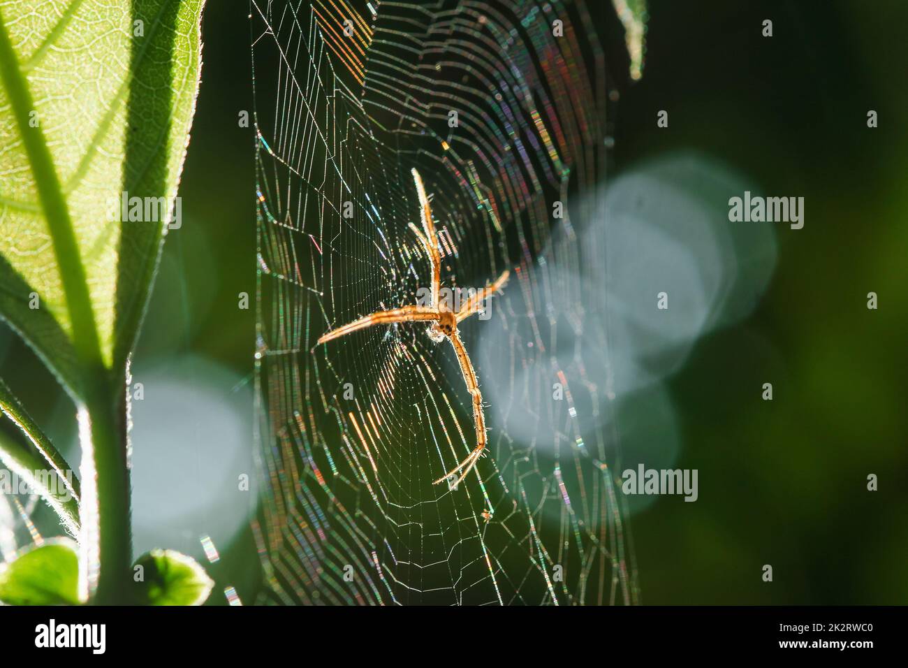 Multi-colored Argiope Spider is knitting fiber to trap insects in ...