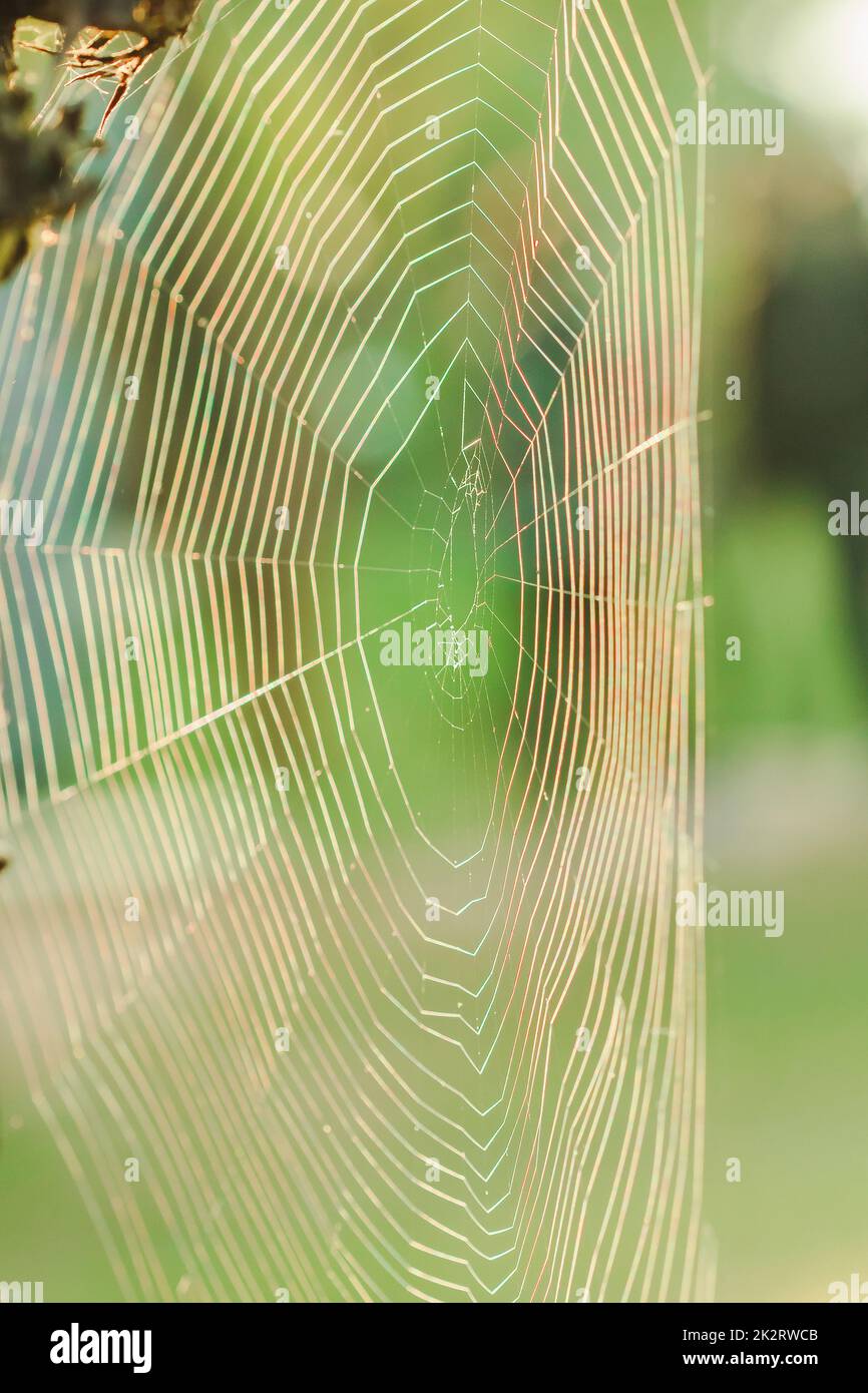Spider webs reflect sunlight in the morning Stock Photo - Alamy