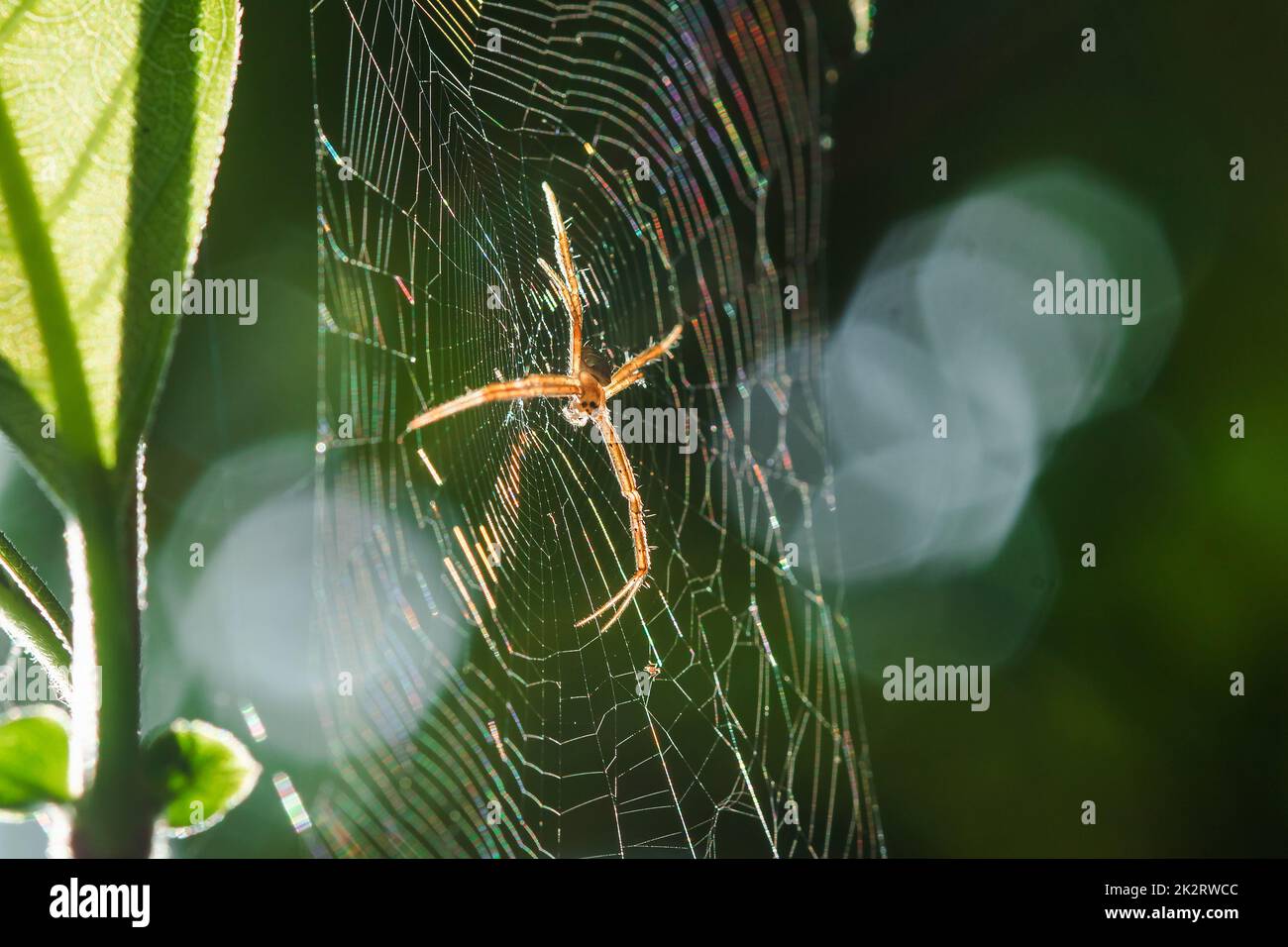 Multi-colored Argiope Spider is knitting fiber to trap insects in ...