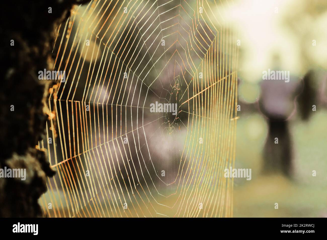 Spider webs reflect sunlight in the morning Stock Photo - Alamy