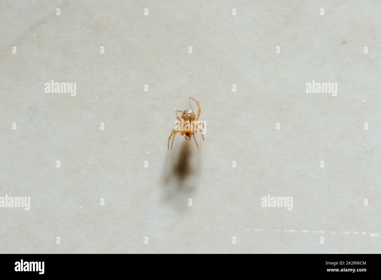 Black ground spider hi-res stock photography and images - Alamy