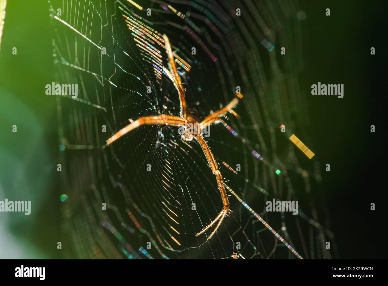 Multi-colored Argiope Spider is knitting fiber to trap insects in ...