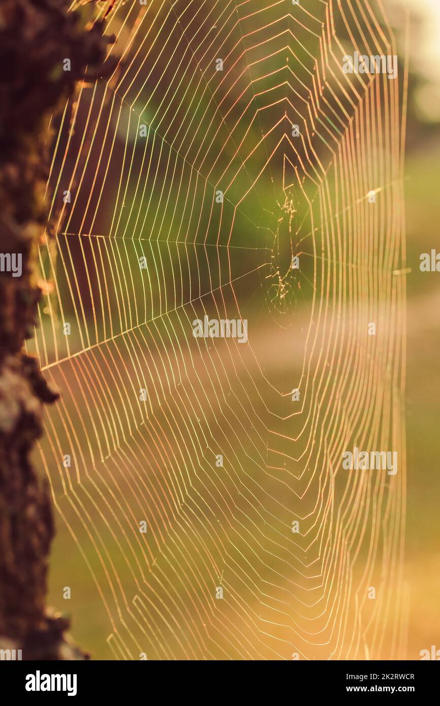 Spider webs reflect sunlight in the morning Stock Photo - Alamy