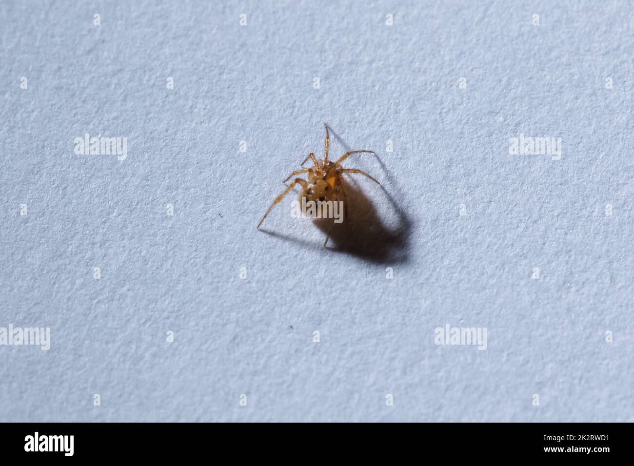 Brown ground surface close hi-res stock photography and images - Alamy