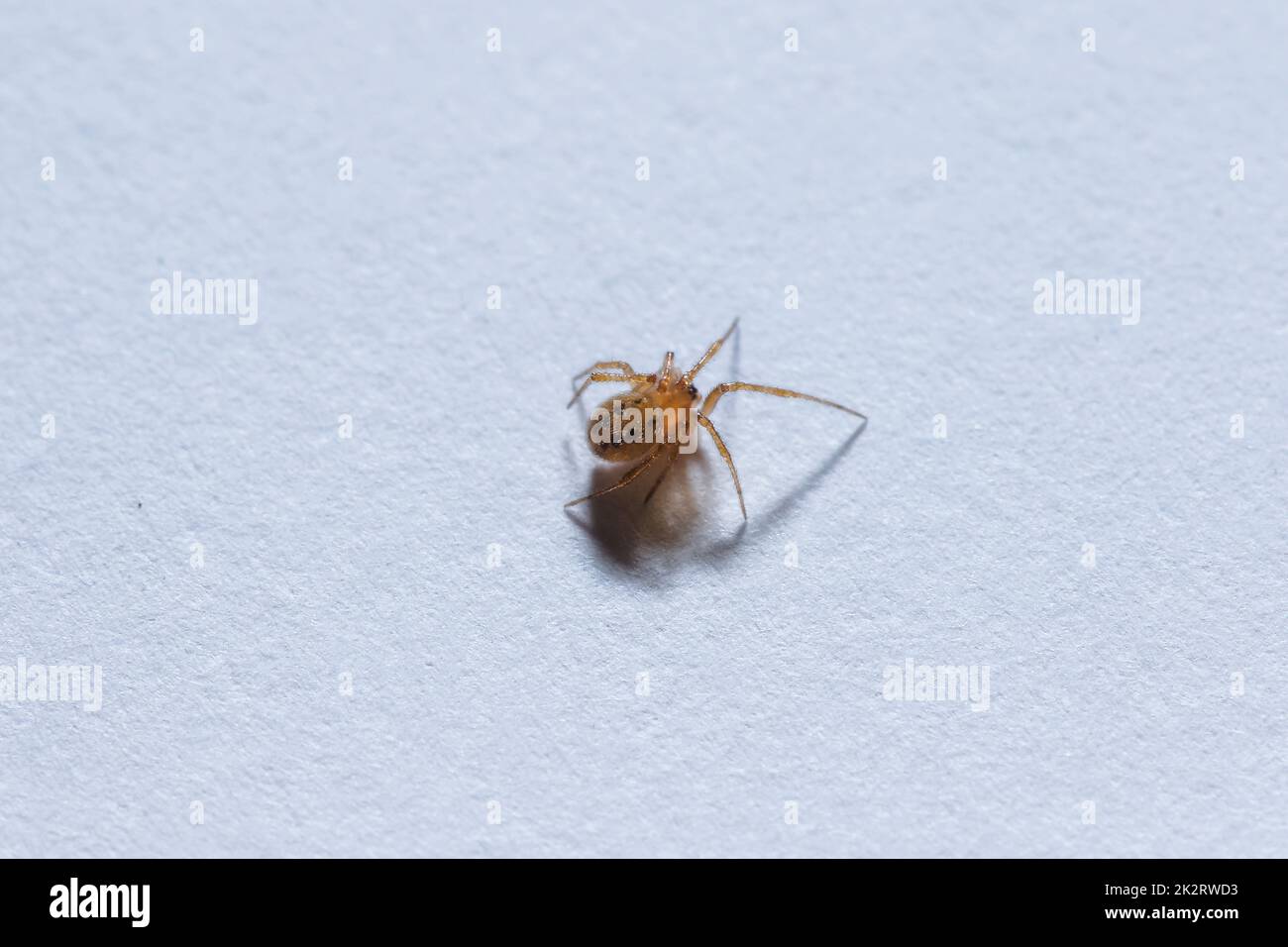 Black ground spider hi-res stock photography and images - Alamy