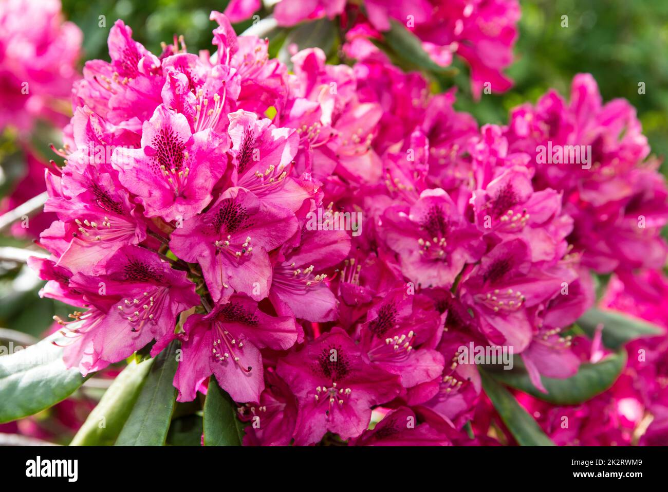 Rododendron hi-res stock photography and images - Alamy