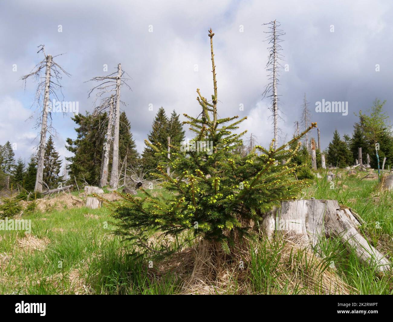Tree dieback in the Harz National Park near the Brocken on the ...