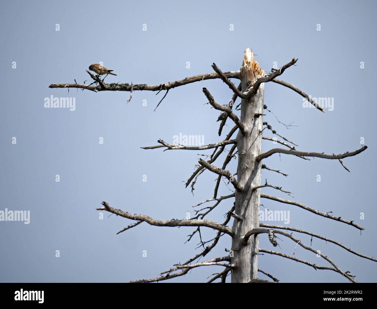 Tree dieback in the Harz National Park near the Brocken on the ...