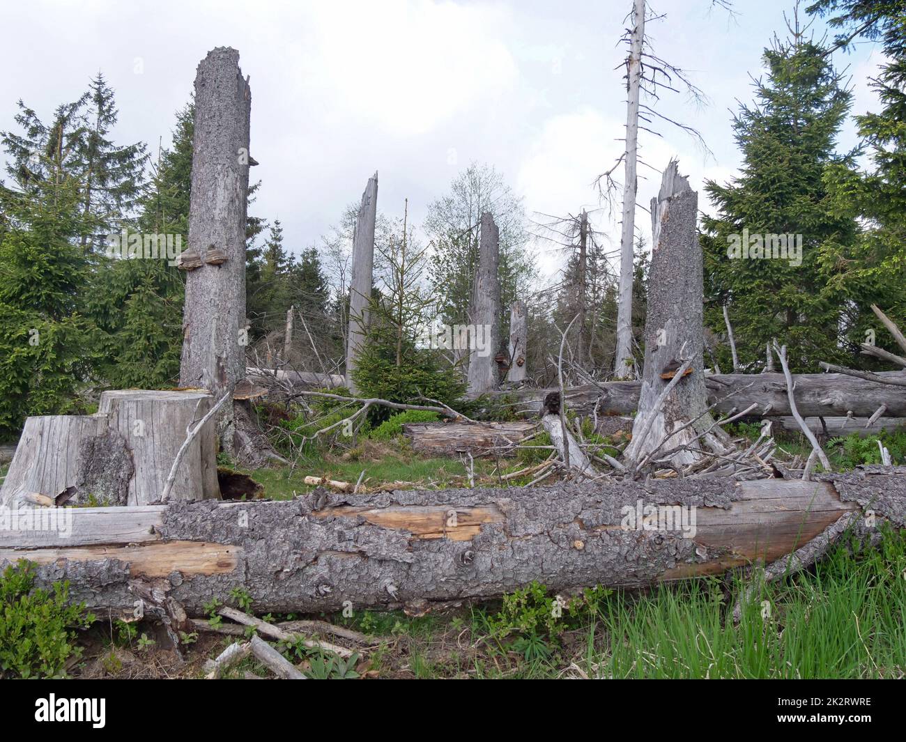 Tree dieback in the Harz National Park near the Brocken on the ...
