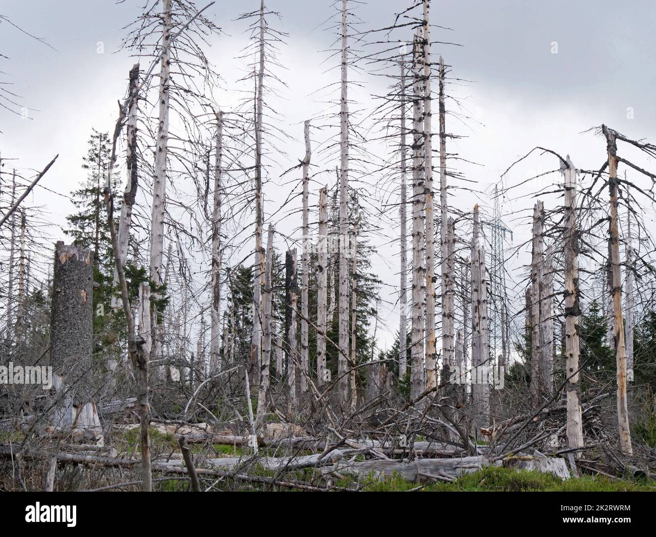 Tree dieback in the Harz National Park near the Brocken on the ...