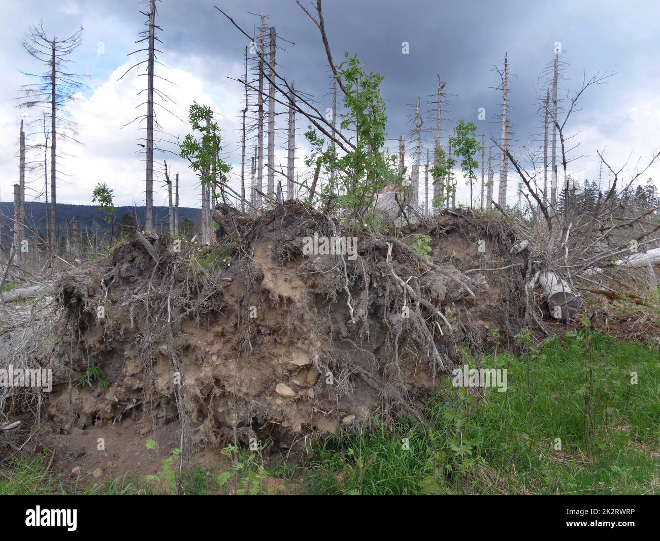 Tree dieback in the Harz National Park near the Brocken on the ...