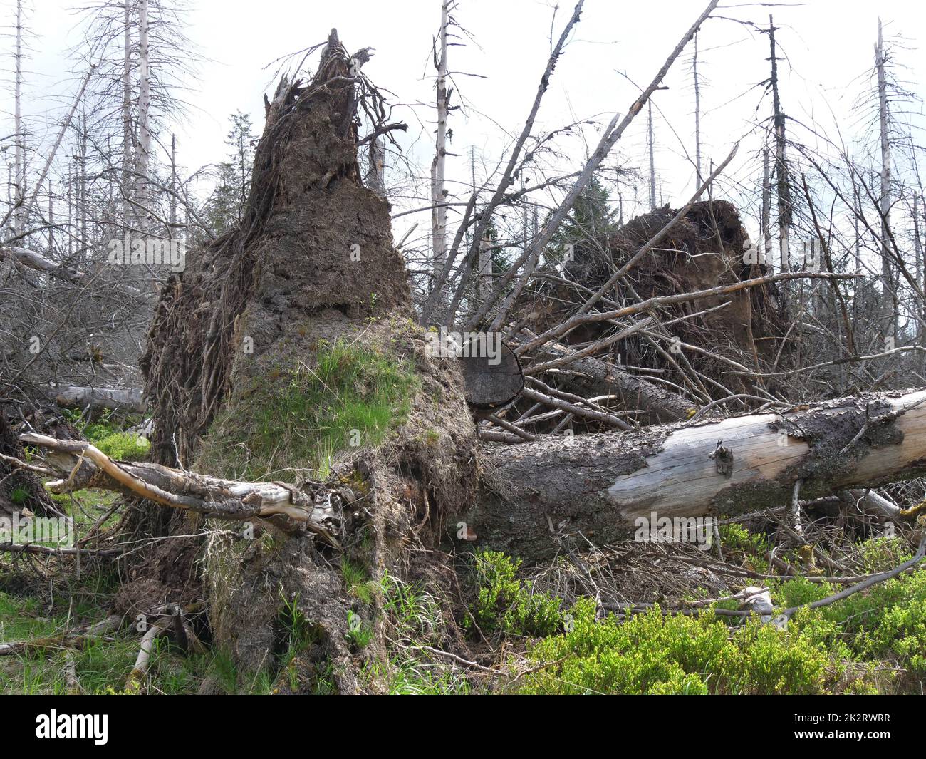 Tree dieback in the Harz National Park near the Brocken on the ...