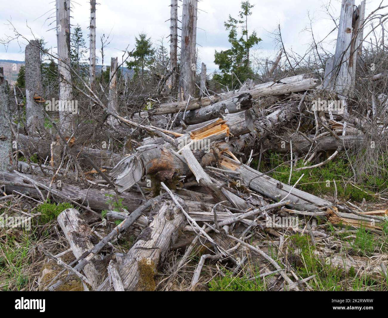Tree dieback in the Harz National Park near the Brocken on the ...