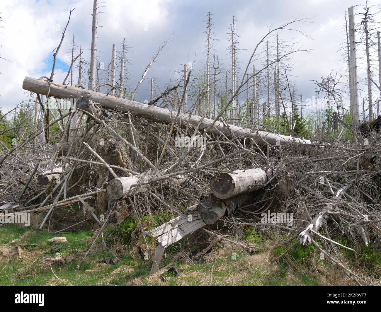 Tree dieback in the Harz National Park near the Brocken on the ...
