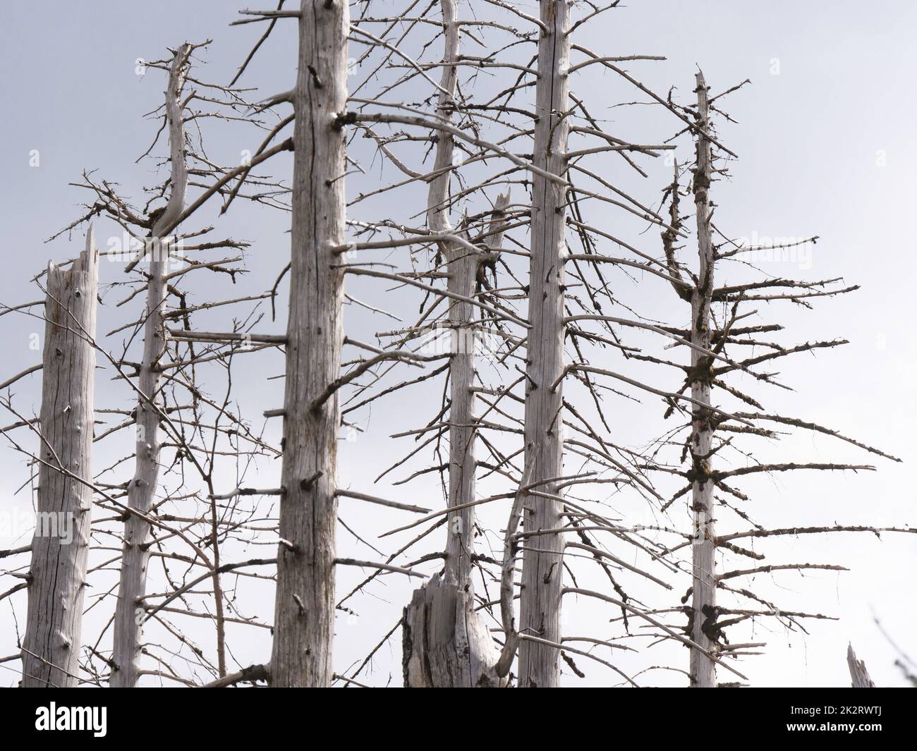 Tree dieback in the Harz National Park near the Brocken on the ...
