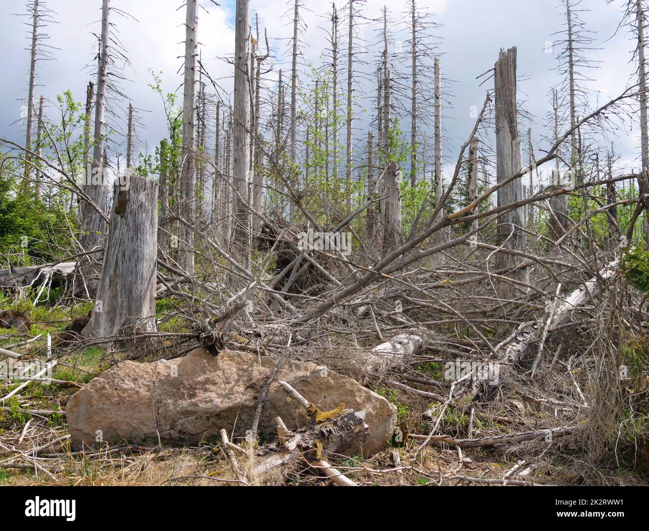 Tree dieback in the Harz National Park near the Brocken on the ...