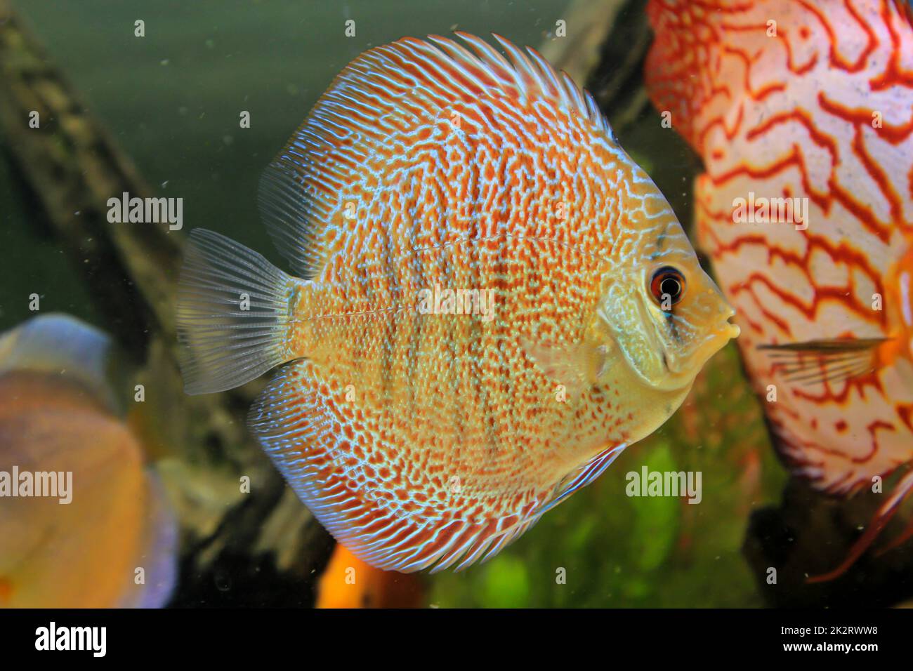 Portrait of a beautiful colorful discus cichlid in an Amazon aquarium ...