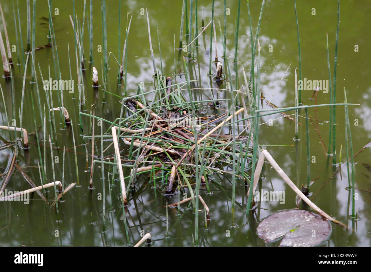 The nest under construction of a moorhen, pond rail Stock Photo - Alamy