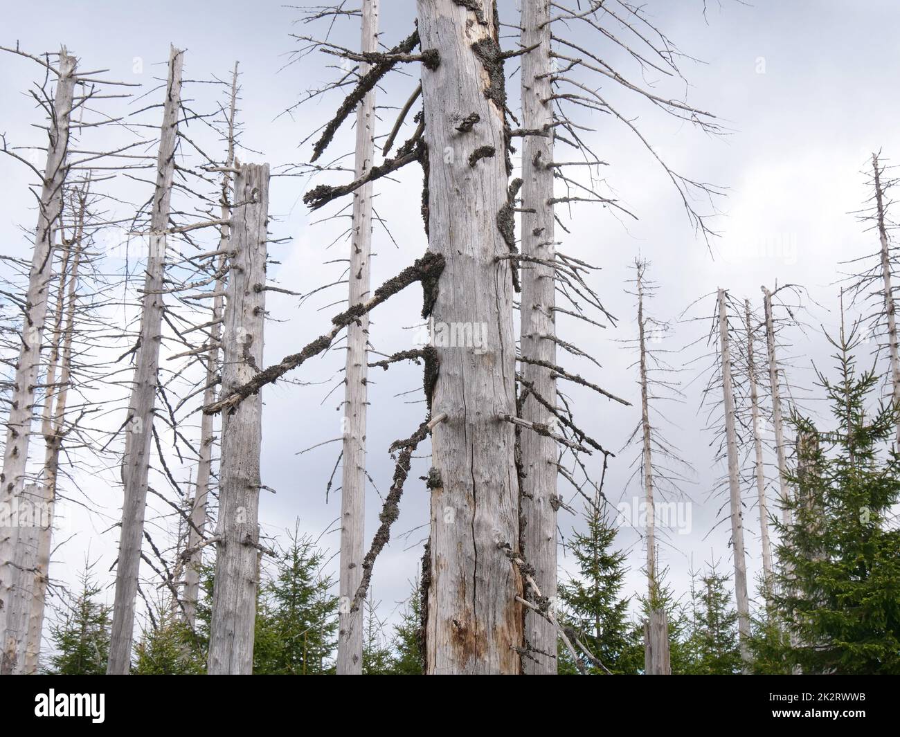 Tree dieback in the Harz National Park near the Brocken on the ...