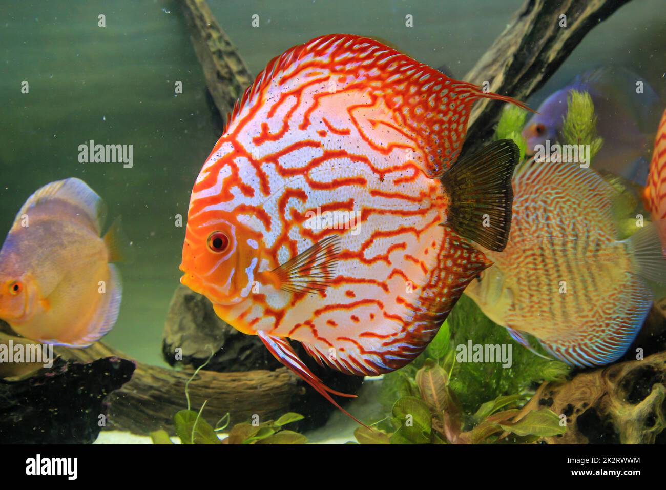 Portrait of a beautiful colorful discus cichlid in an Amazon aquarium ...