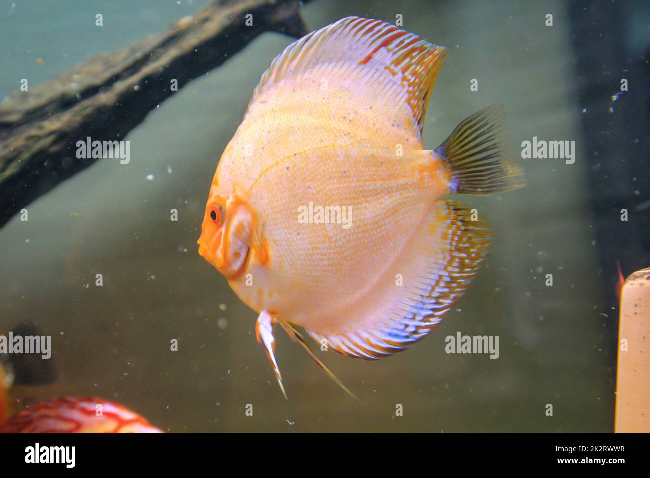 Portrait of a beautiful colorful discus cichlid in an Amazon aquarium ...