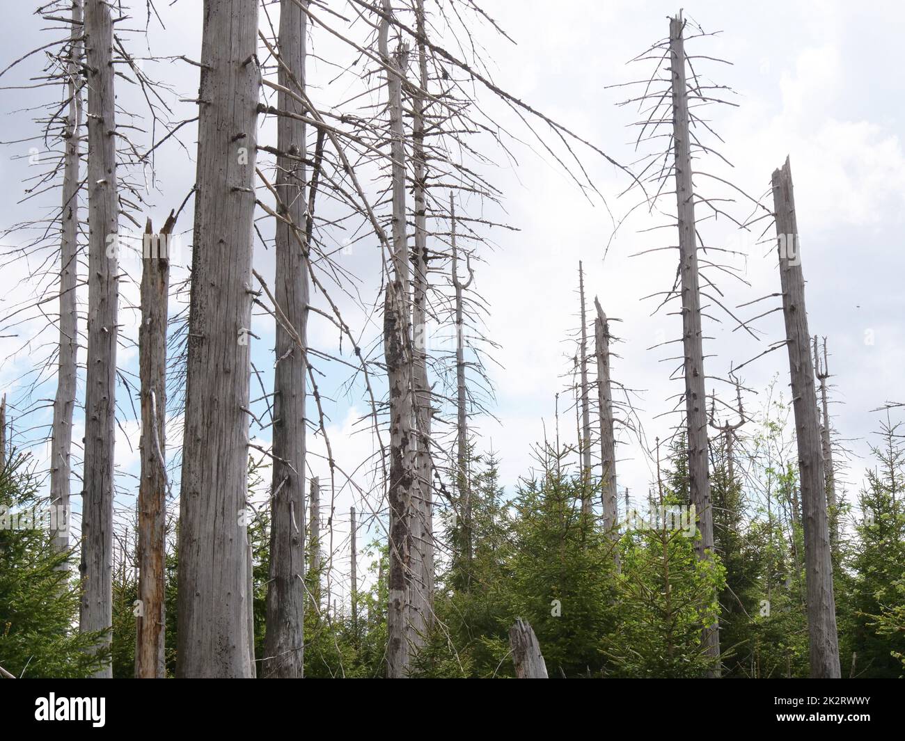 Tree dieback in the Harz National Park near the Brocken on the ...
