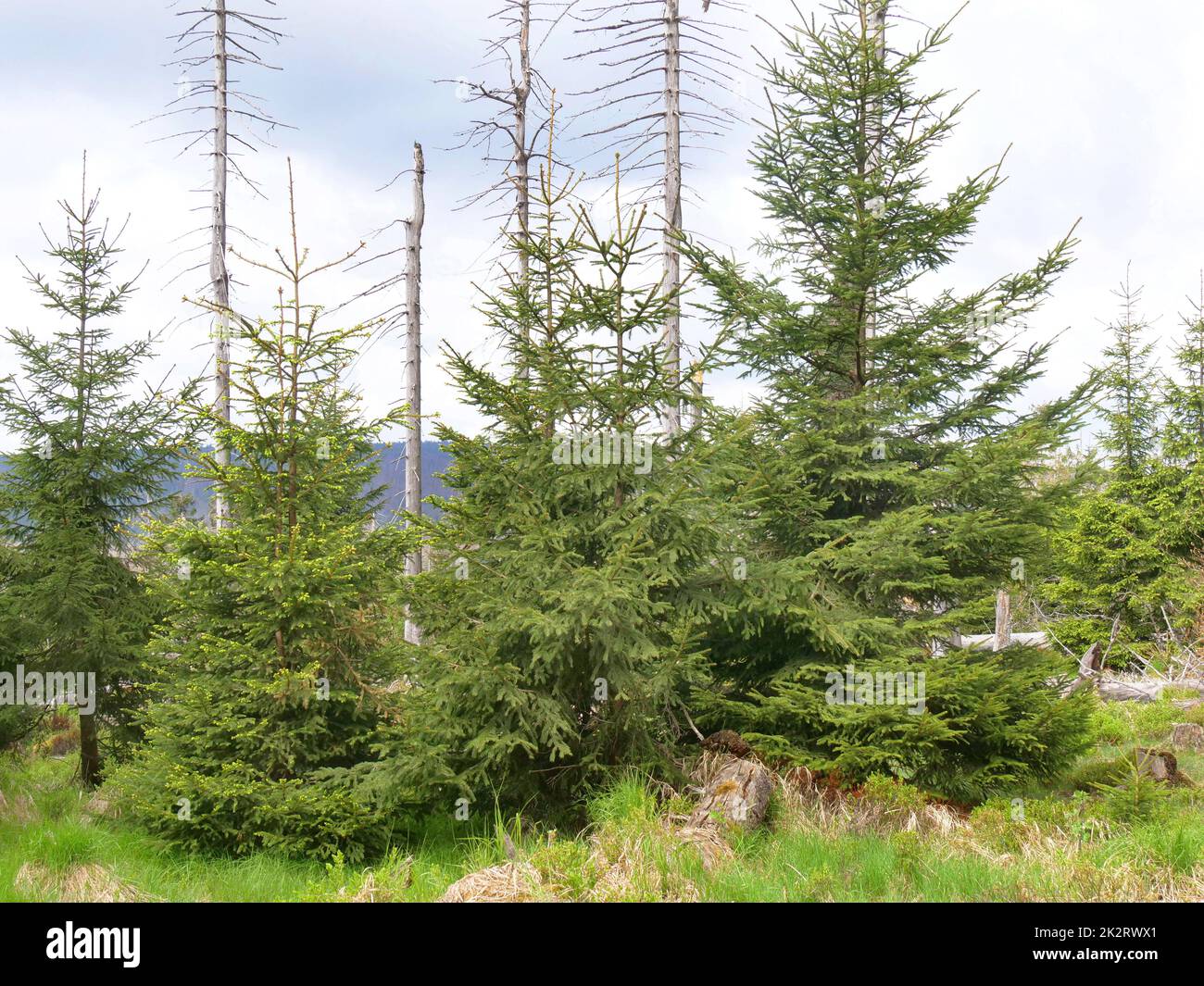 Tree dieback in the Harz National Park near the Brocken on the ...