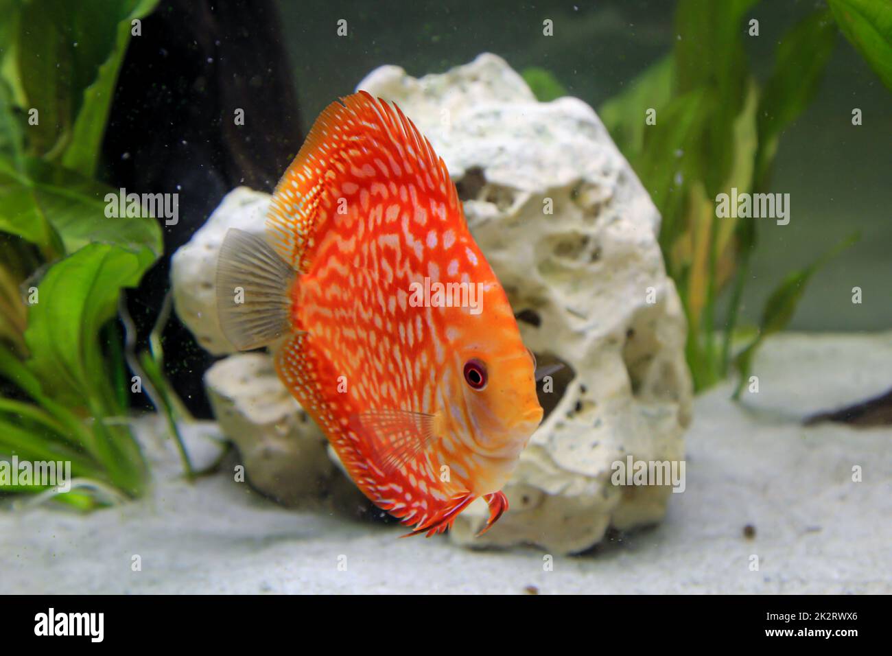 Portrait of a beautiful colorful discus cichlid in an Amazon aquarium ...