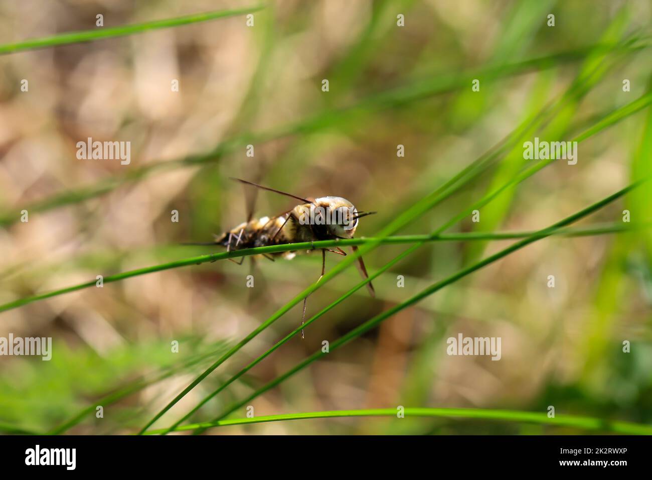 A pair of woolly hummingbirds mating on a blade of grass Stock Photo ...