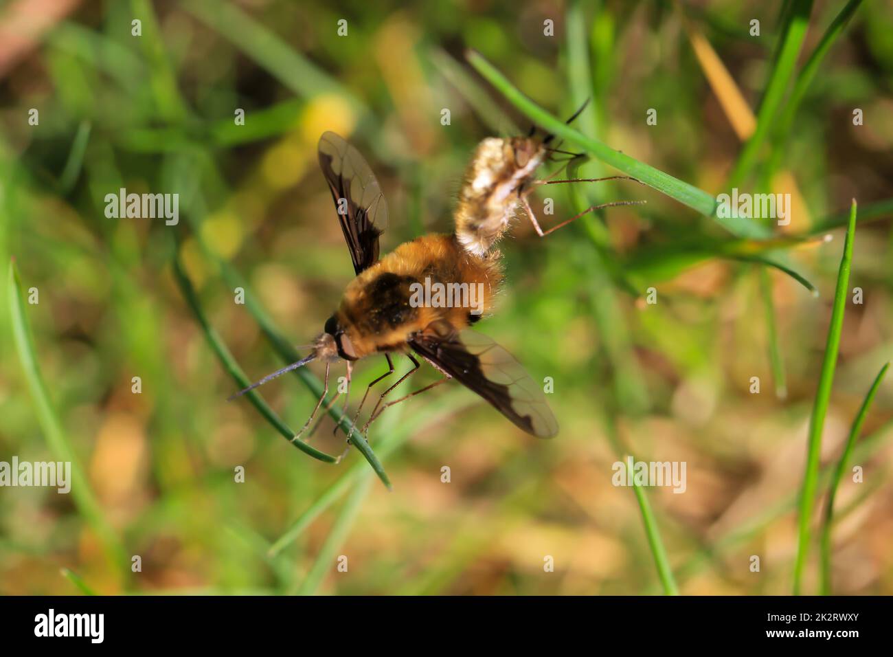 A pair of woolly hummingbirds mating on a blade of grass Stock Photo ...