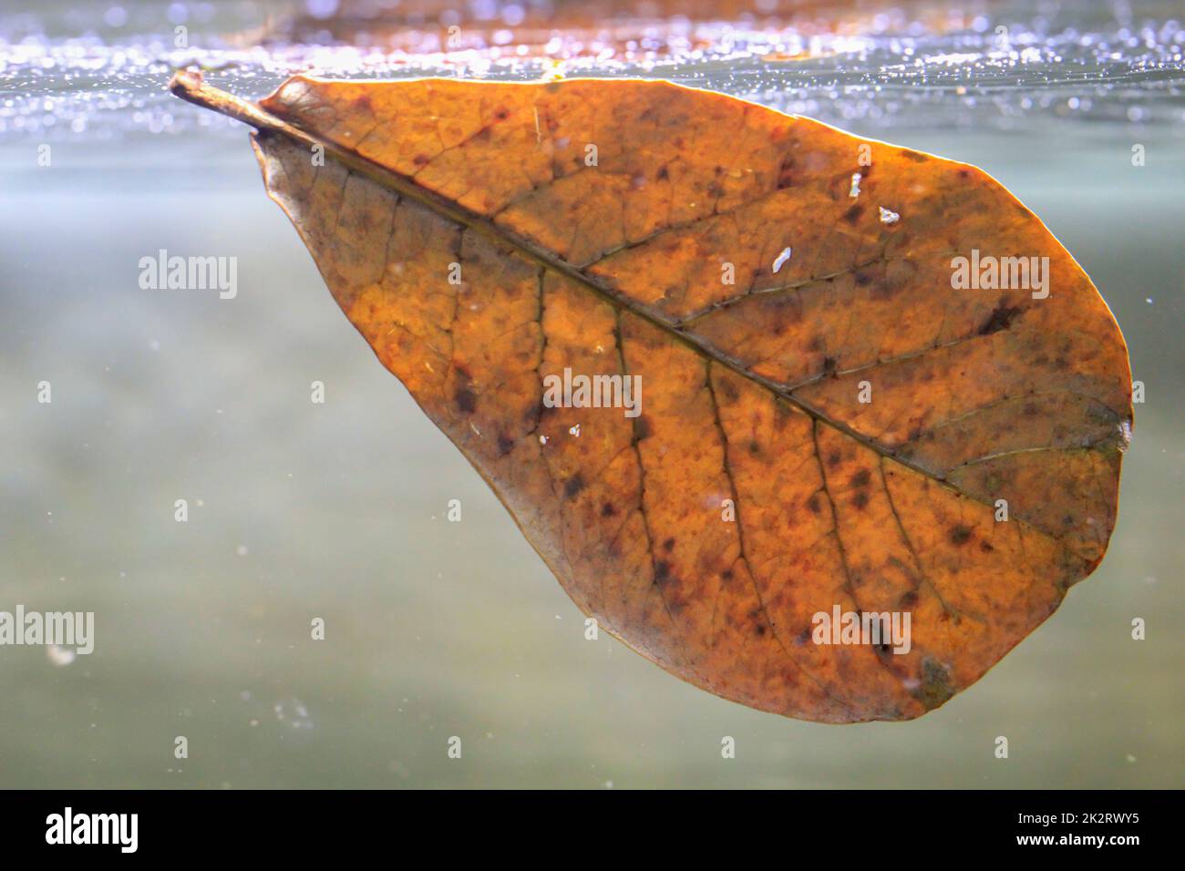 Close-up of a leaf of the semandel tree, or beach almond Stock Photo ...