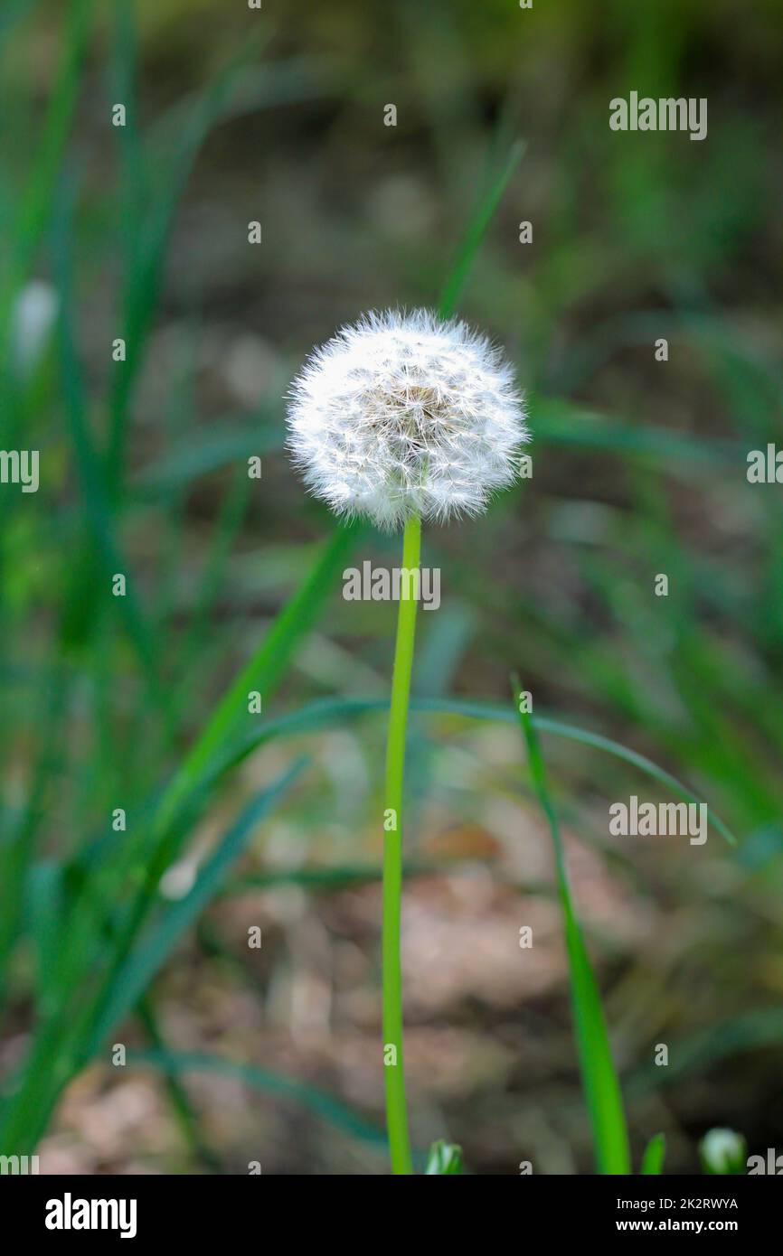 A dandelion with the seed basket still full Stock Photo - Alamy
