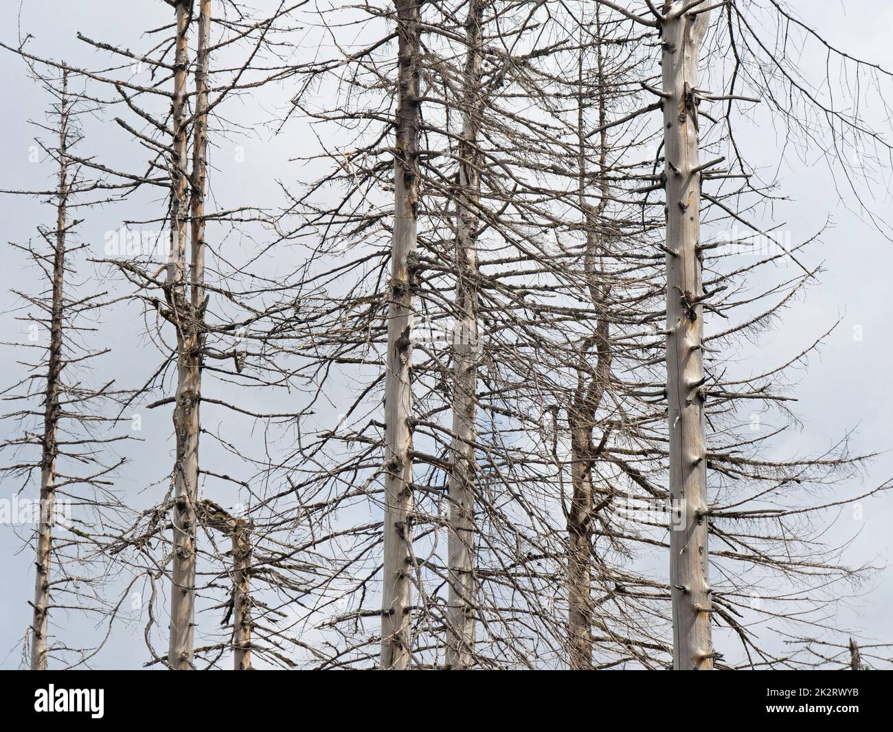 Tree dieback in the Harz National Park near the Brocken on the ...