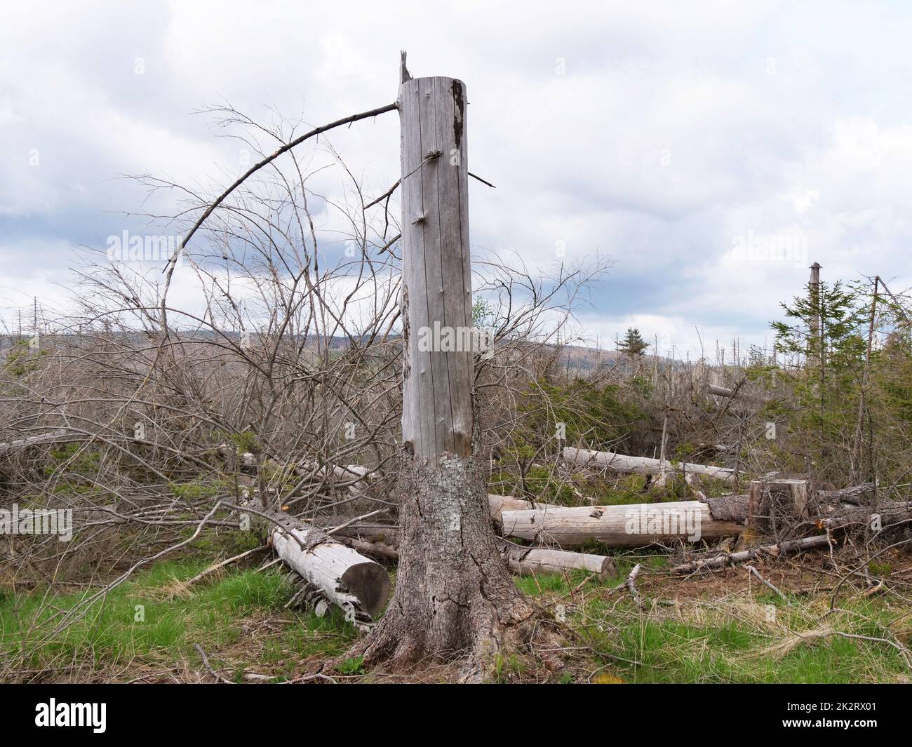 Tree dieback in the Harz National Park near the Brocken on the ...