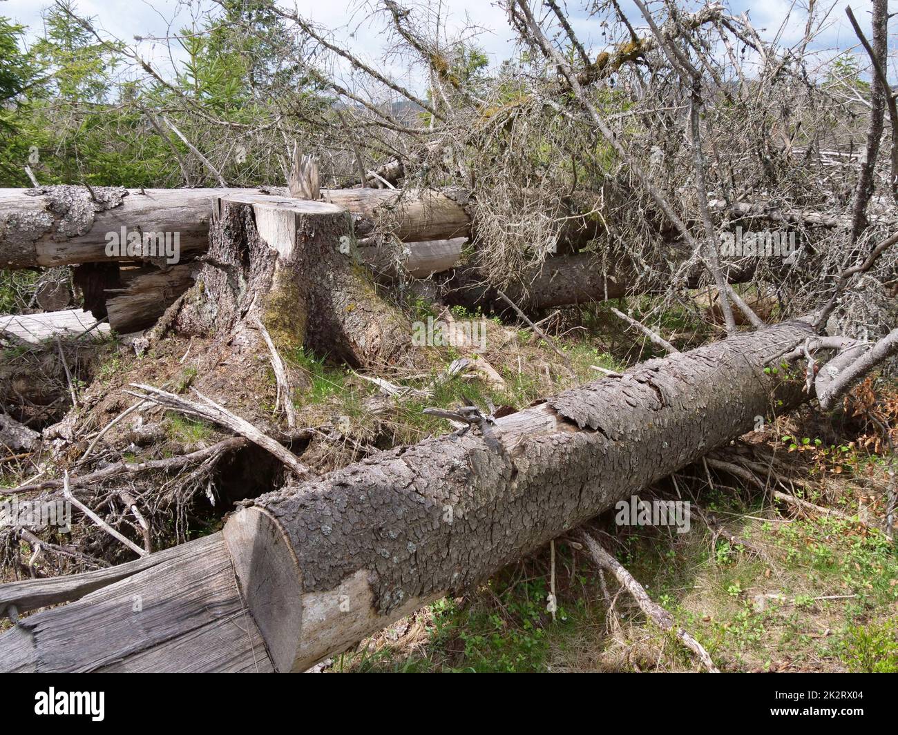 Tree dieback in the Harz National Park near the Brocken on the ...