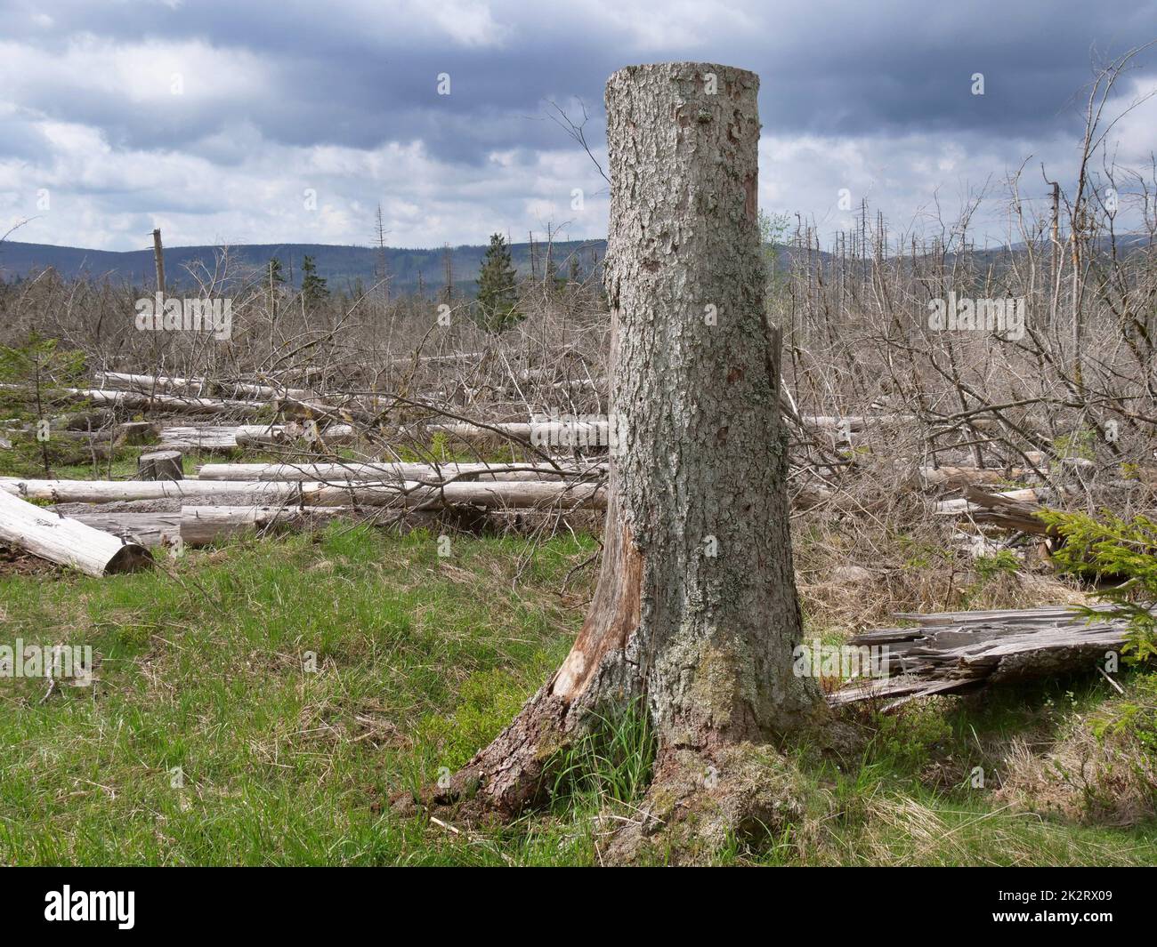 Tree dieback in the Harz National Park near the Brocken on the ...